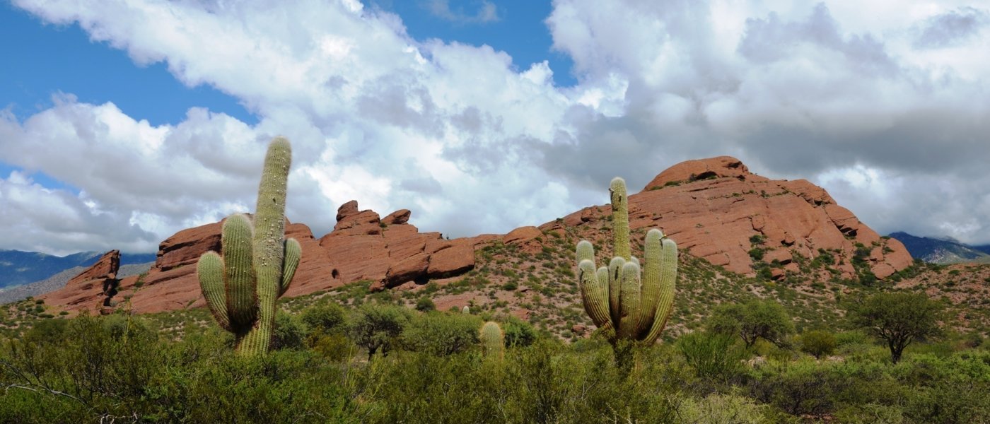 Salta wine : drink the clouds