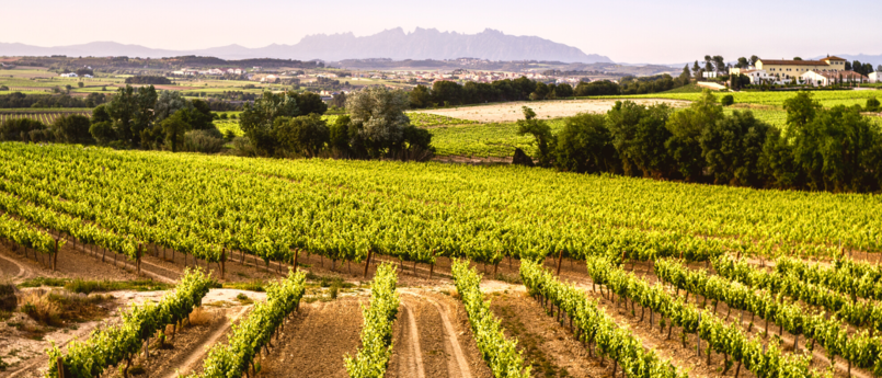 Penedes wine region