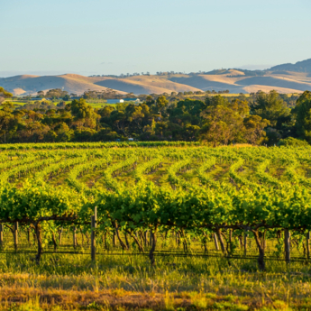 The Barossa and its unique legacy