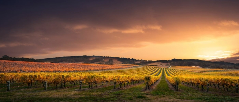 What is Eco-Luxury and How Can It Include Wine Tours?