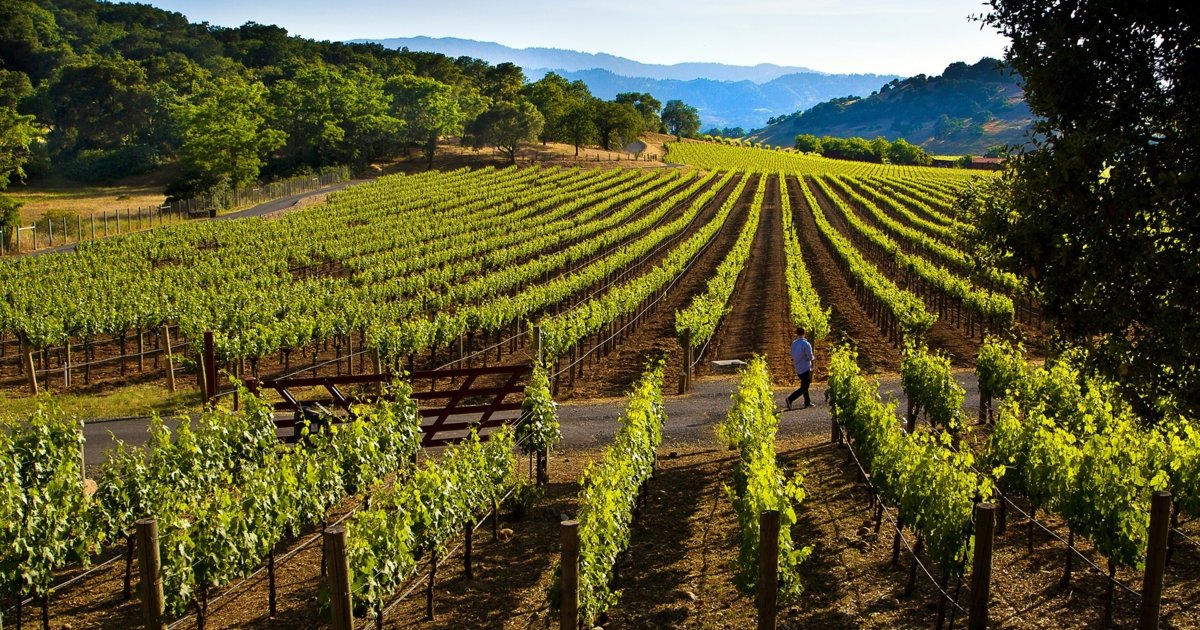 Napa Valley wineries - Wine Paths