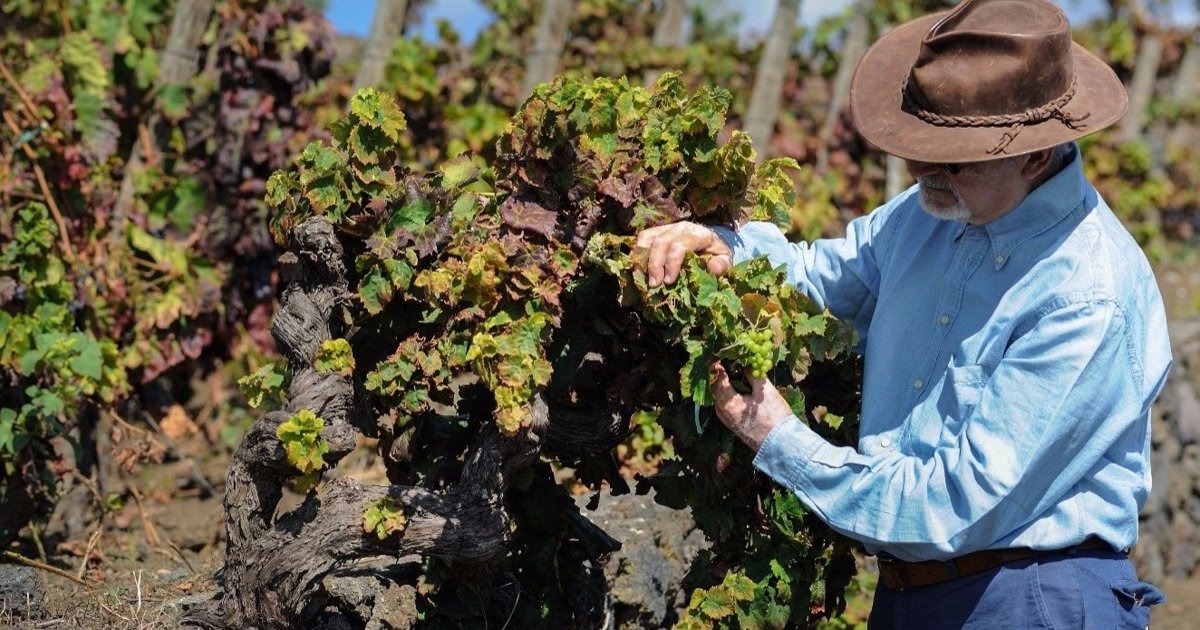 Bespoke winery tour in Etna | Wine Paths
