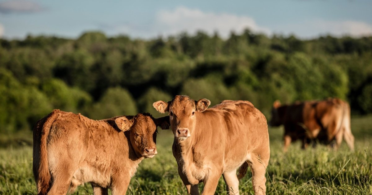 Guided Tour of the Farm (Cognac) - Domaine des Etangs ***** | Wine Paths