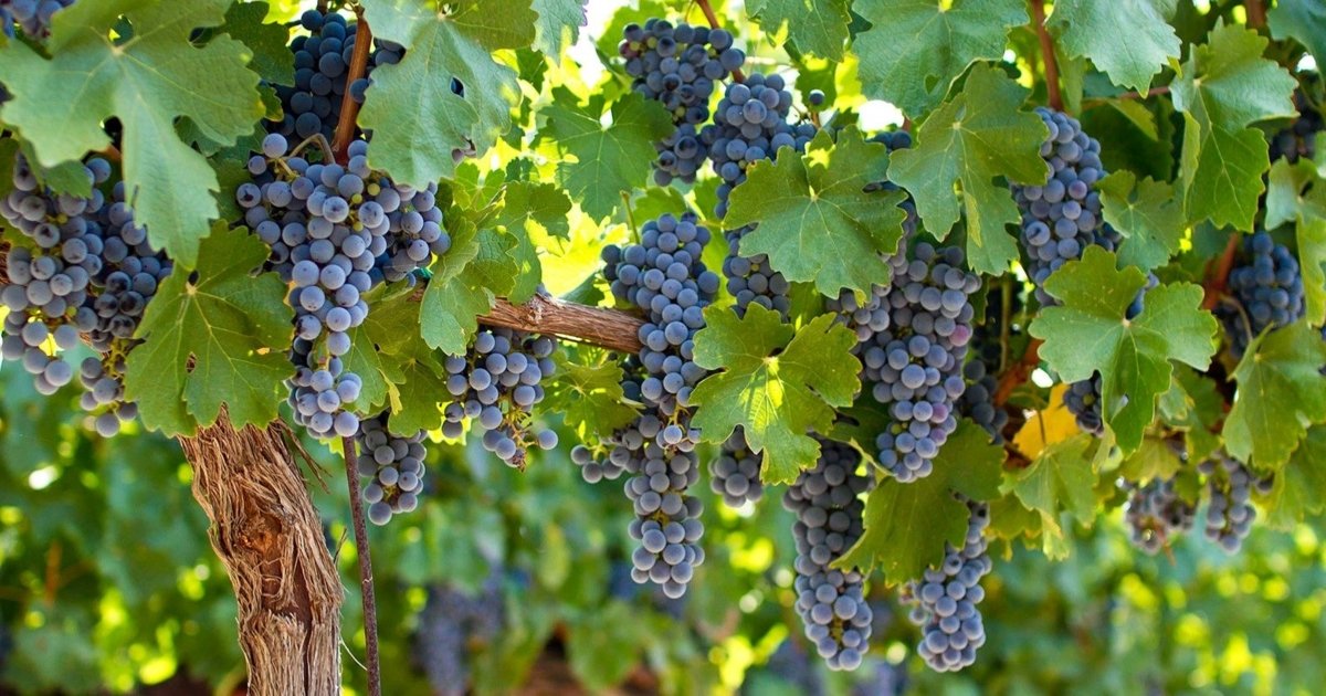 Malbec versus Côt (MENDOZA) - Bodega Piedra Negra | Wine Paths