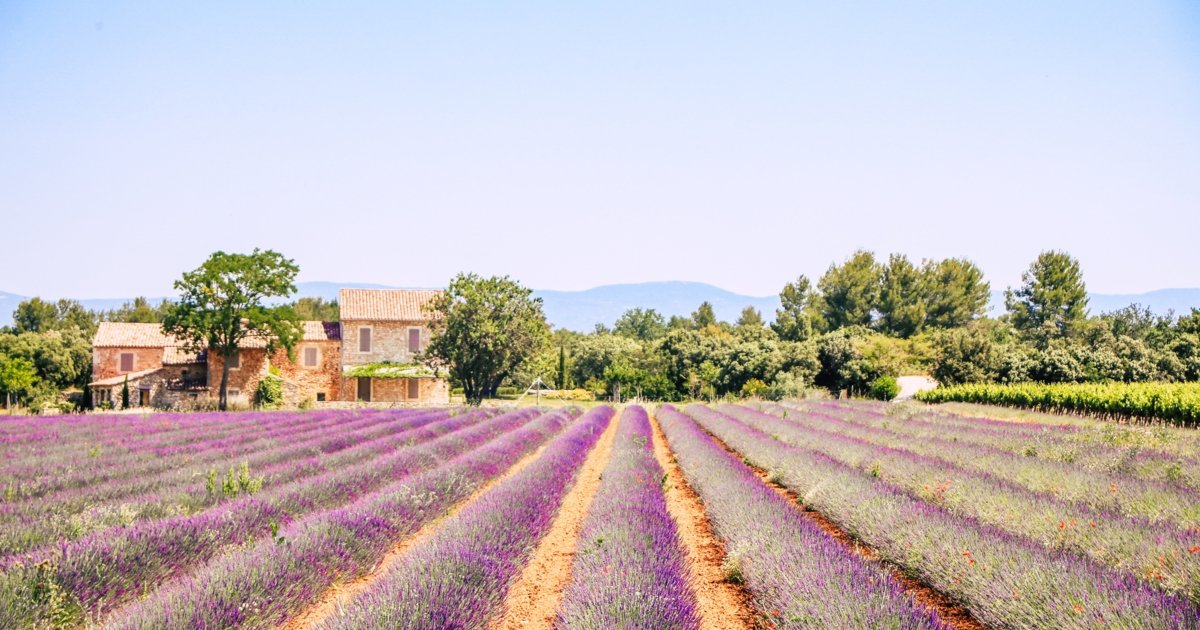 Luxury wine tour in Provence | Wine Paths