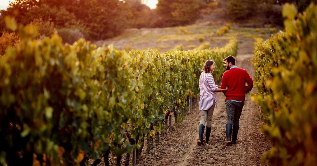 Wine Tasting Holidays | Luxury Wine Tours & Distillery Tours | Wine Paths