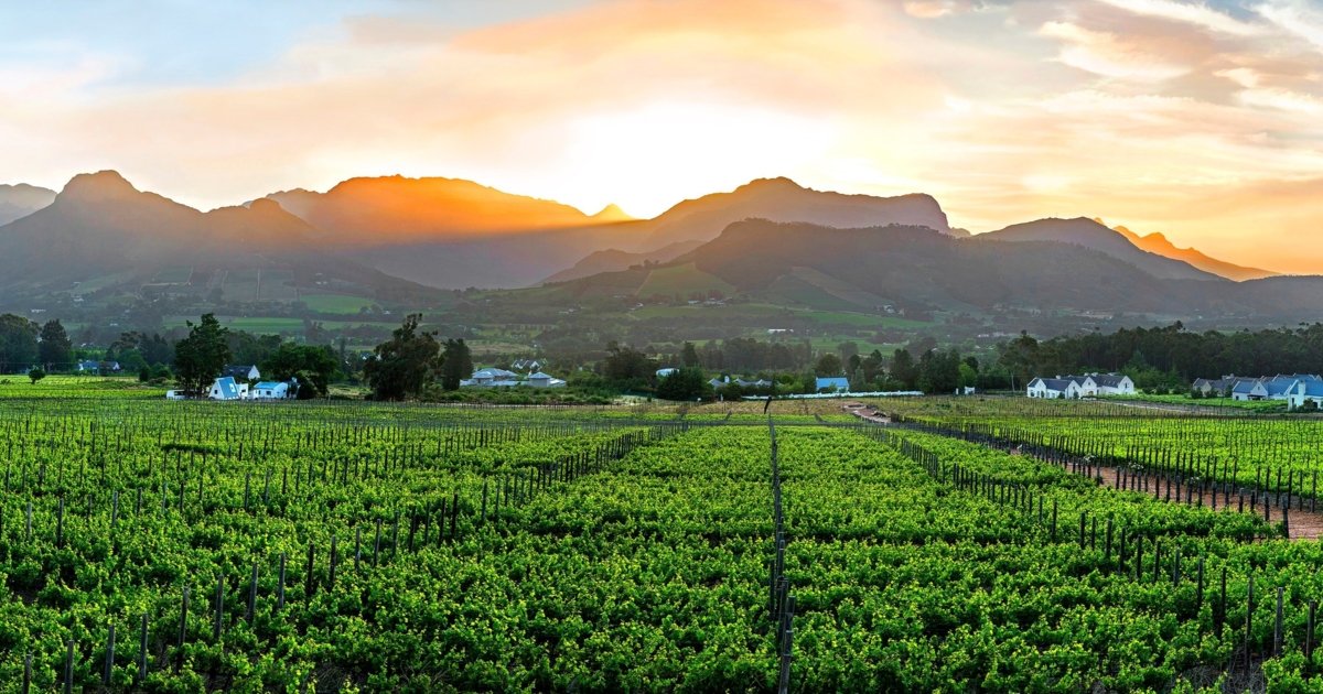 Local wine travel expert in South Africa | Wine Paths