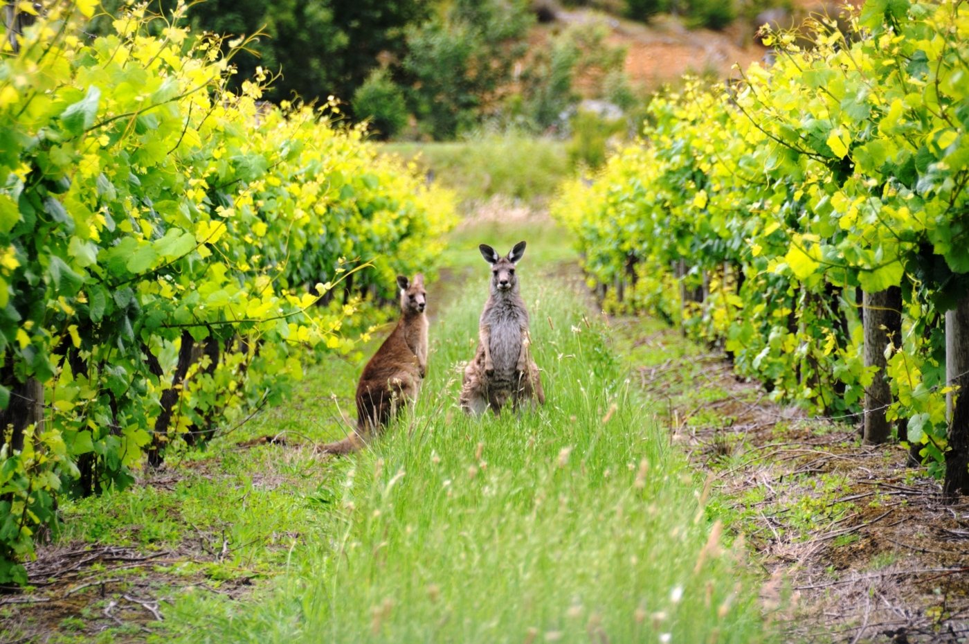 Australia wine regions