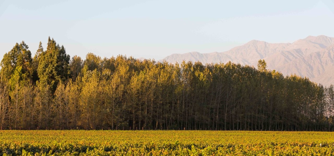 Exclusive wine tour at Almaviva | Wine Paths