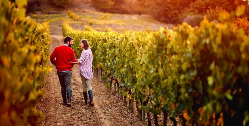Wine Tasting Holidays | Luxury Wine Tours & Distillery Tours | Wine Paths