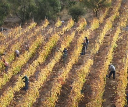 Wine Tasting Holidays | Luxury Wine Tours & Distillery Tours | Wine Paths