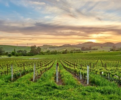 USA Wine Tours | Luxury Wine Tasting in USA