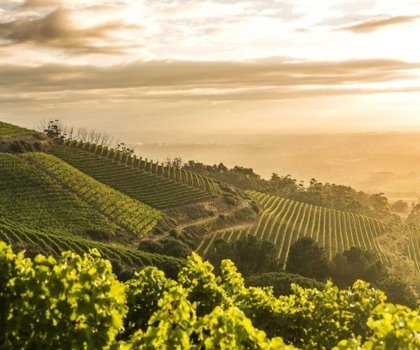 South Africa Wine Tours | Wine Tasting in South Africa
