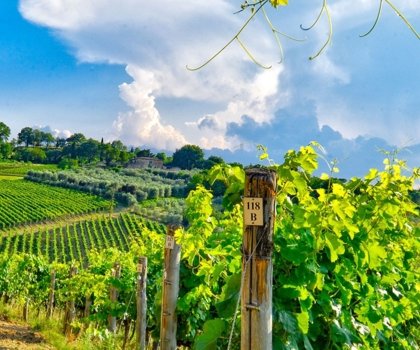 Visit Icario Estate in ⇾ Montepulciano | Wine Paths