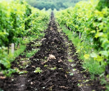 Wine Tours in France | Wine Tasting Vacations in France